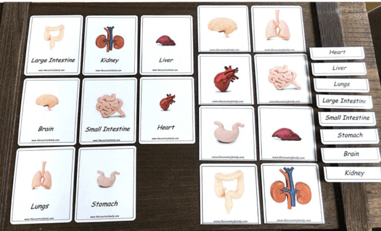 What Are Montessori 3 Part Cards?